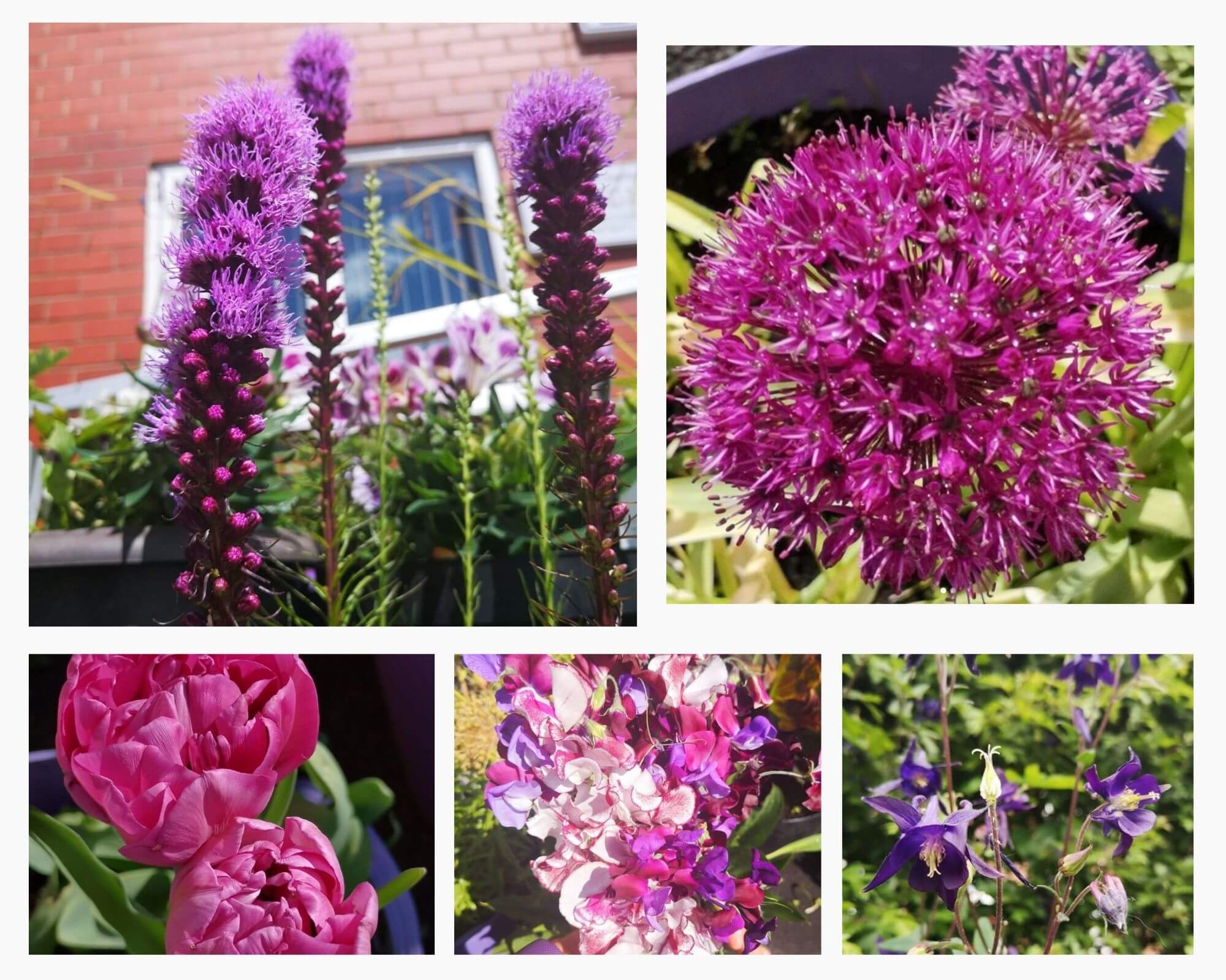 Clinic – Potty Purple Pod